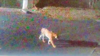 Tiger sighted on Army War College campus in Mhow in Madhya Pradesh ...