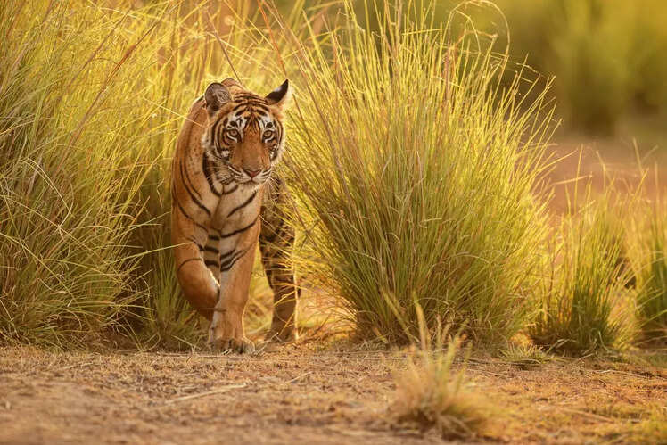 Foolproof tips to increase your chances of tiger spotting in India ...