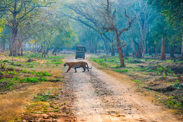 Foolproof tips to increase your chances of tiger spotting in India ...