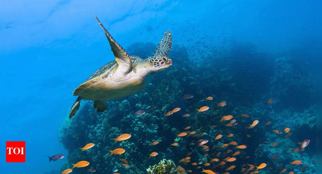 'We exploited land recklessly, we must not do the same with oceans ...