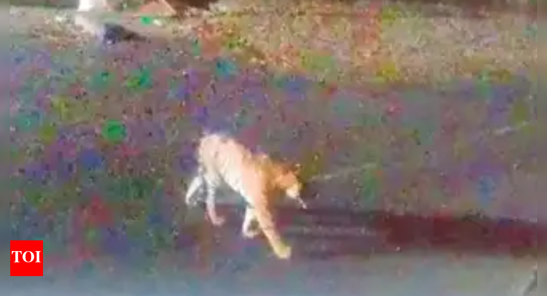 Tiger captured in CCTV on AWC Mhow campus | Bhopal News - Times of India