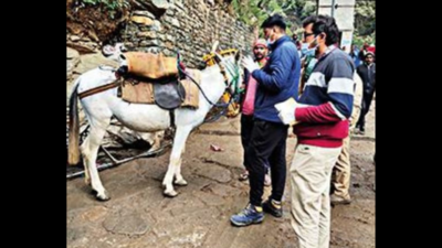 16 mules dead, 123 owners penalised at Kedarnath | Dehradun News ...