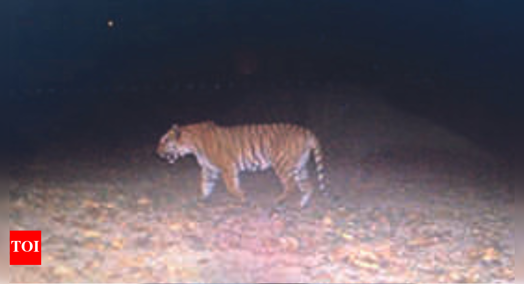 Tiger who set off from Rajaji National Park, was seen in Himachal ...