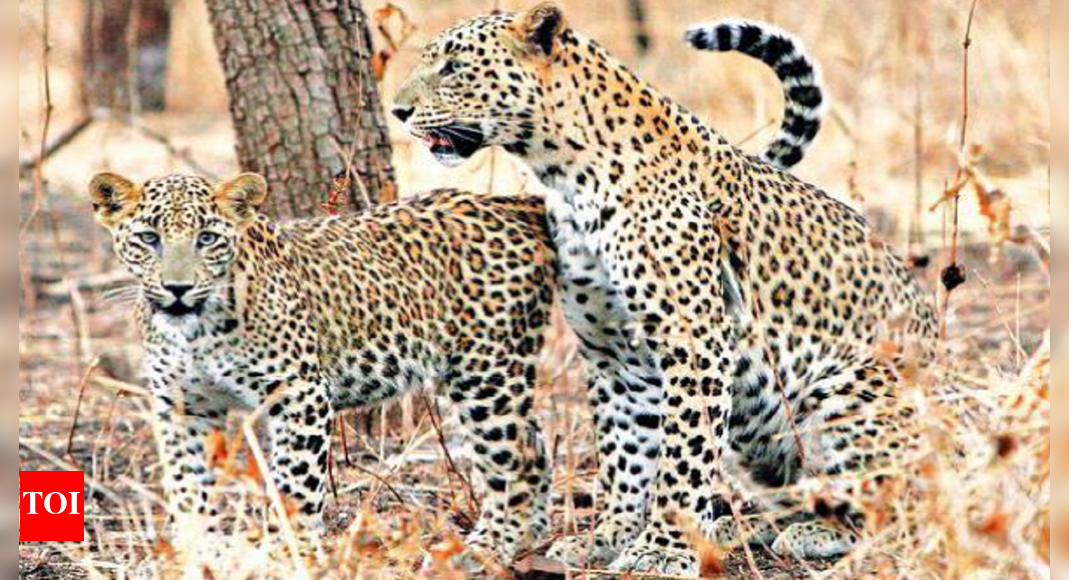 Gujarat: Sweet spot: Gujarat leopard population set to cross 2,000 ...