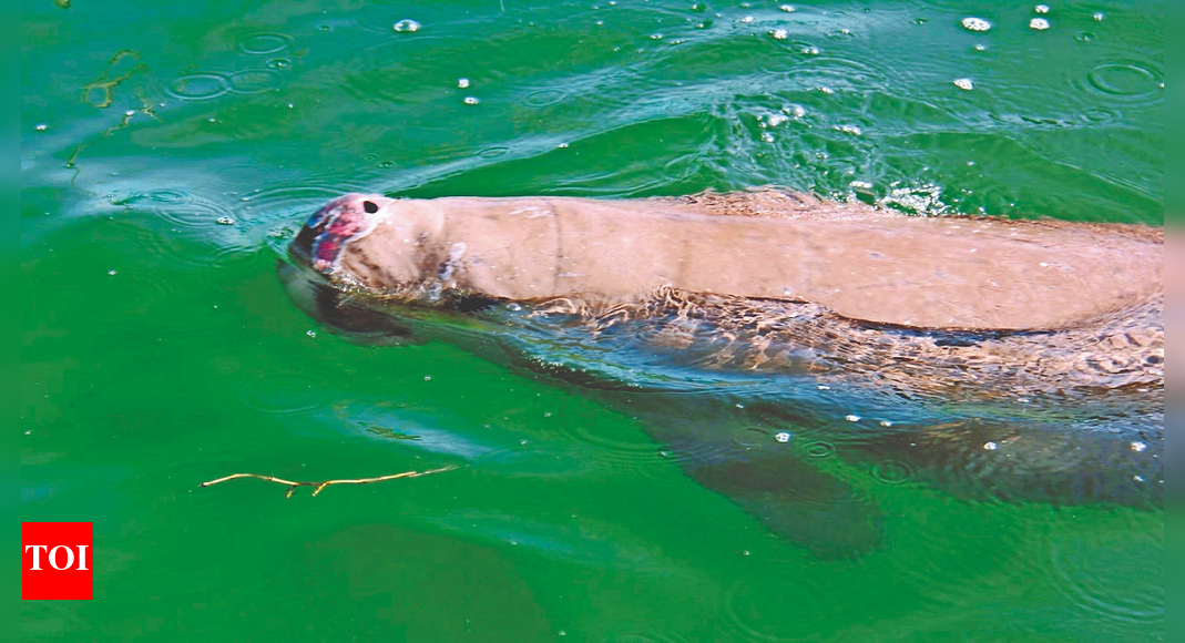 Dugong: Dugong Caught In Fisherman’s Trap Net Released Into Sea ...