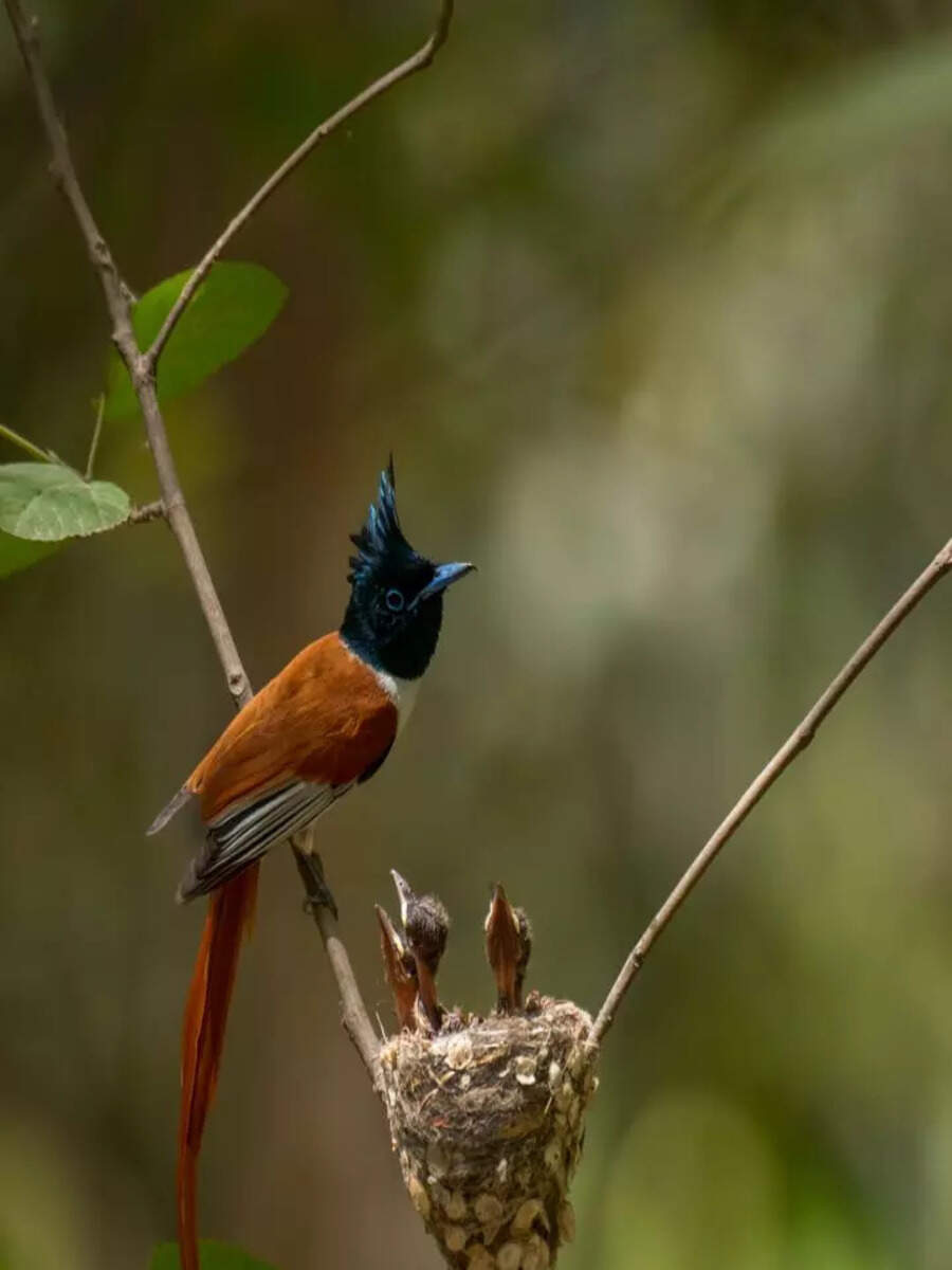 Must-visit bird sanctuaries in India this season | Times of India