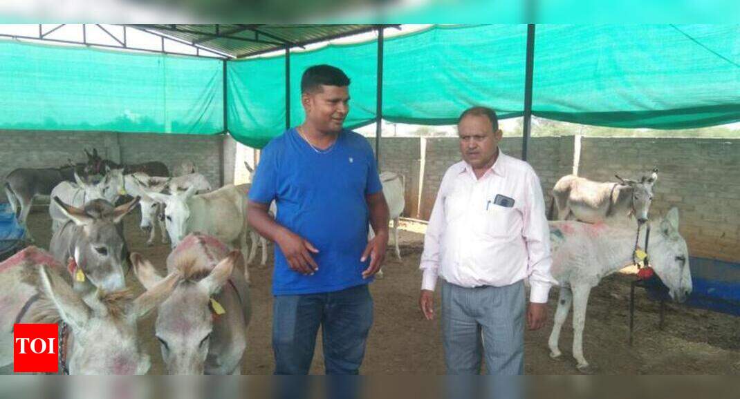 No jackass idea but lucrative biz: Maha’s 1st jenny farm in city sells ...