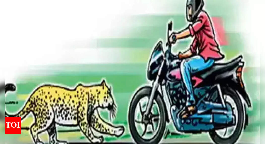 Man-animal conflict kills over 1,000 in 2 decades in Uttarakhand ...