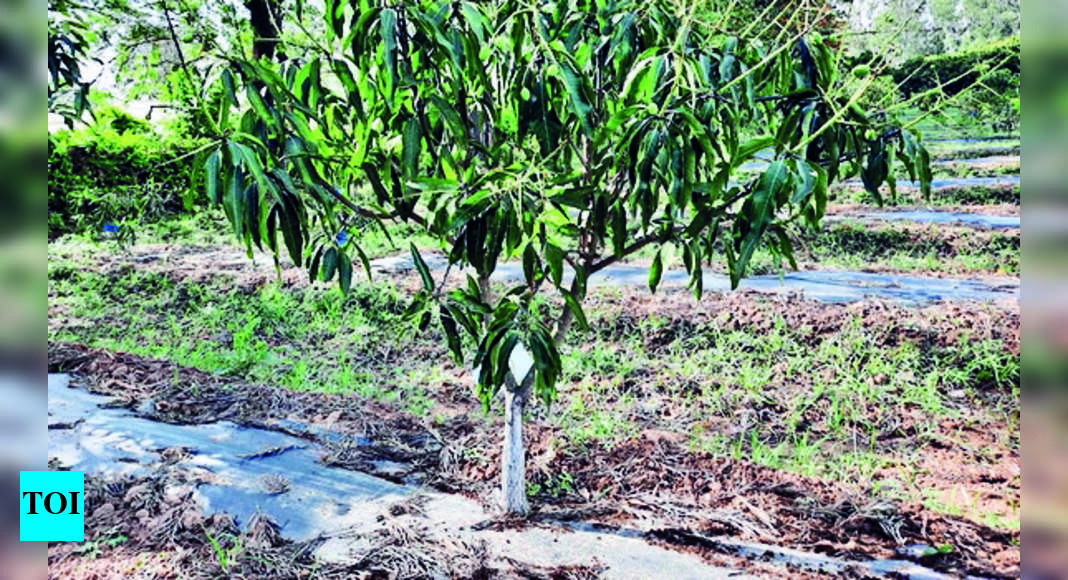 Mango: 6 New Mango Varieties Being Grown In Kangra | Shimla News ...