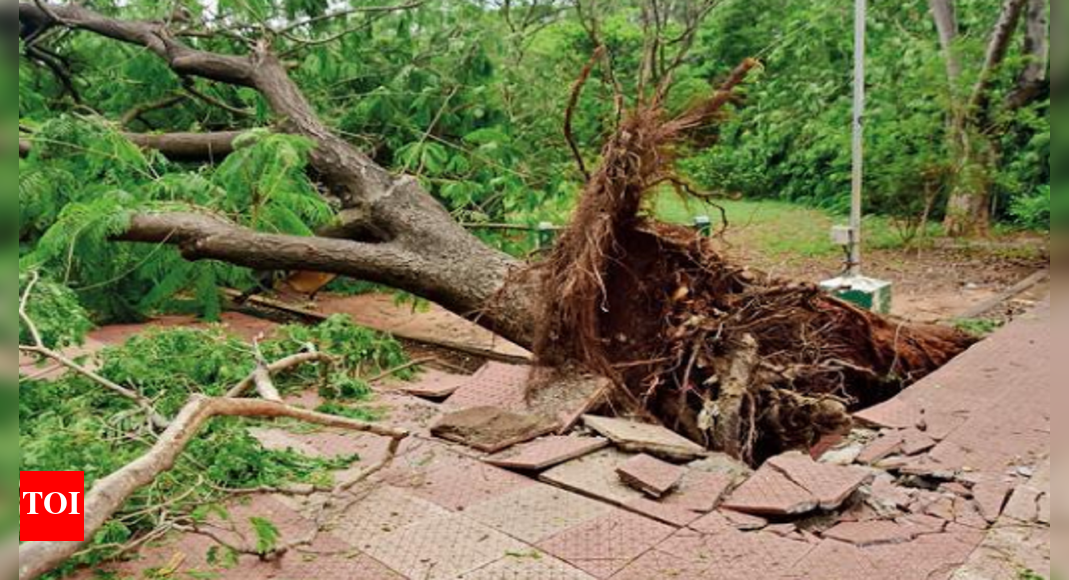 Madurai: Trees Uprooted In Rain Cleared In Madurai City | Madurai News ...