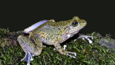 1st record of 'very rare' Mahabharat Torrent frog found in India ...