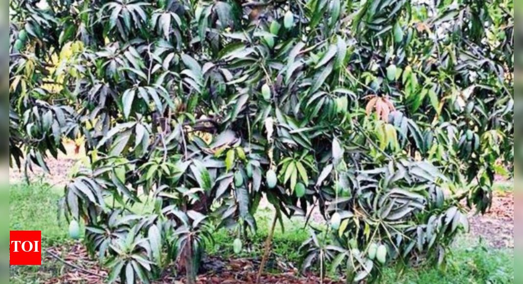 Gujarat mango exports set to scale new heights | Ahmedabad News - Times ...