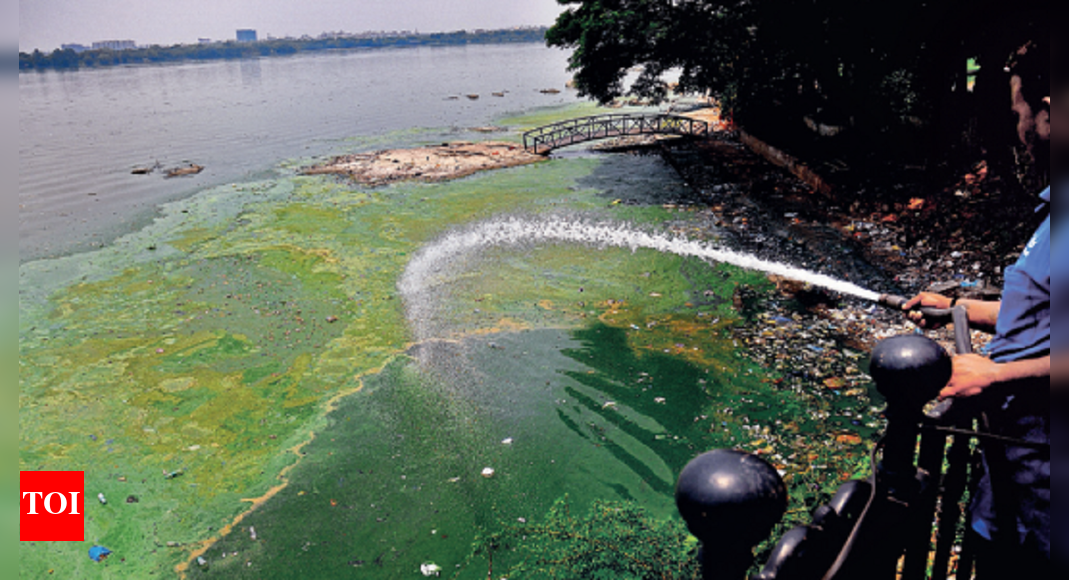 Hussainsagar: Toxic algal blooms in Hyderabad's Hussainsagar with ...