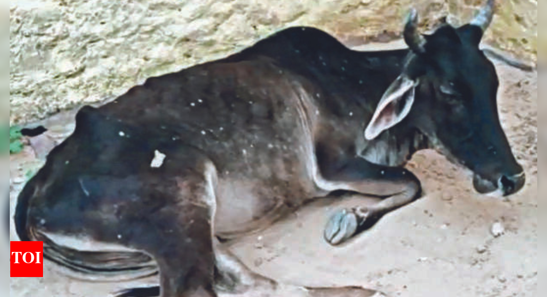 Cows show symptoms of lumpy skin disease in 3 Rajasthan districts ...