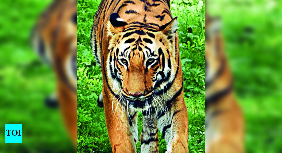 Relocate Forest Villages, Make Buxa Ready For Tiger Introduction: Ntca ...