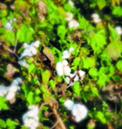 Cci: Cci Opens Cotton Procurement Centres | Hubballi News - Times of India