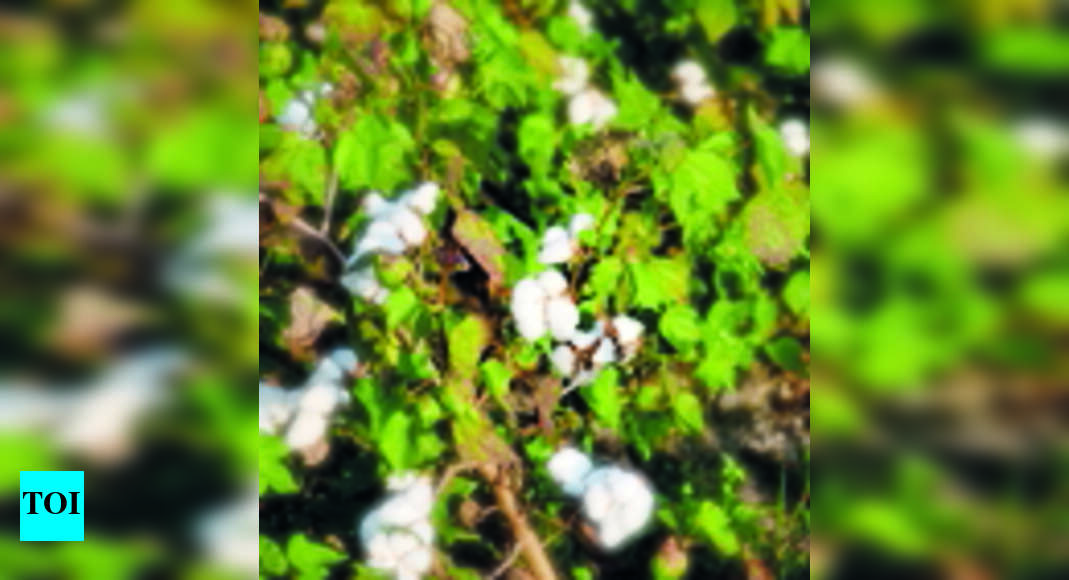 Cci: Cci Opens Cotton Procurement Centres | Hubballi News - Times of India