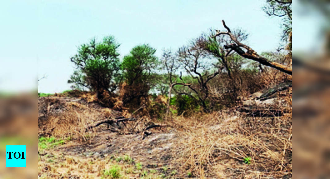 Haveri: Trees At Bankapur Peacock Sanctuary Gutted; Birds In Peril ...