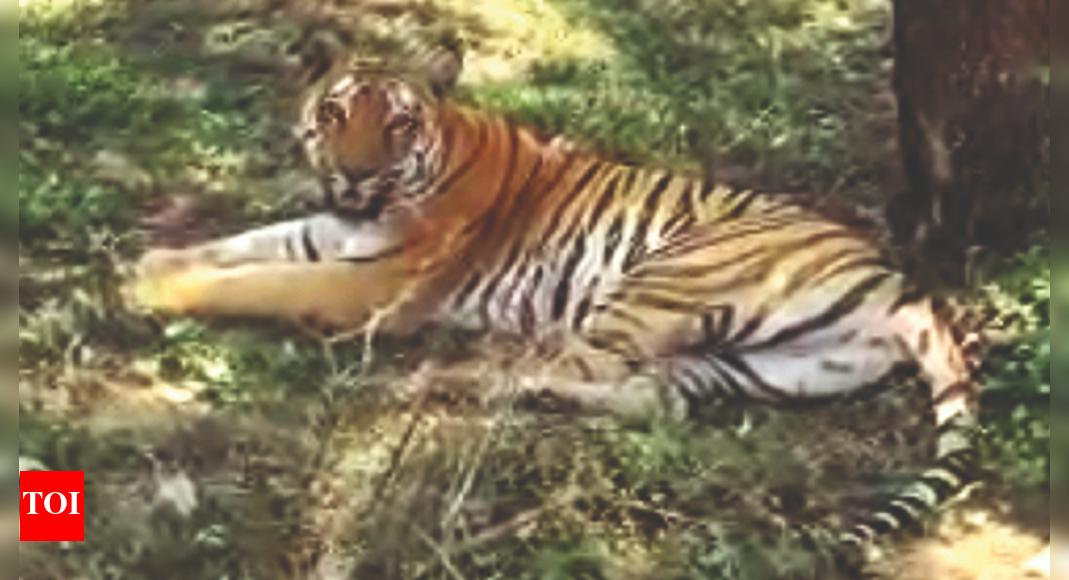 Kaliasot: Tiger Spotted Again In Kaliasot Forest Area | Bhopal News ...