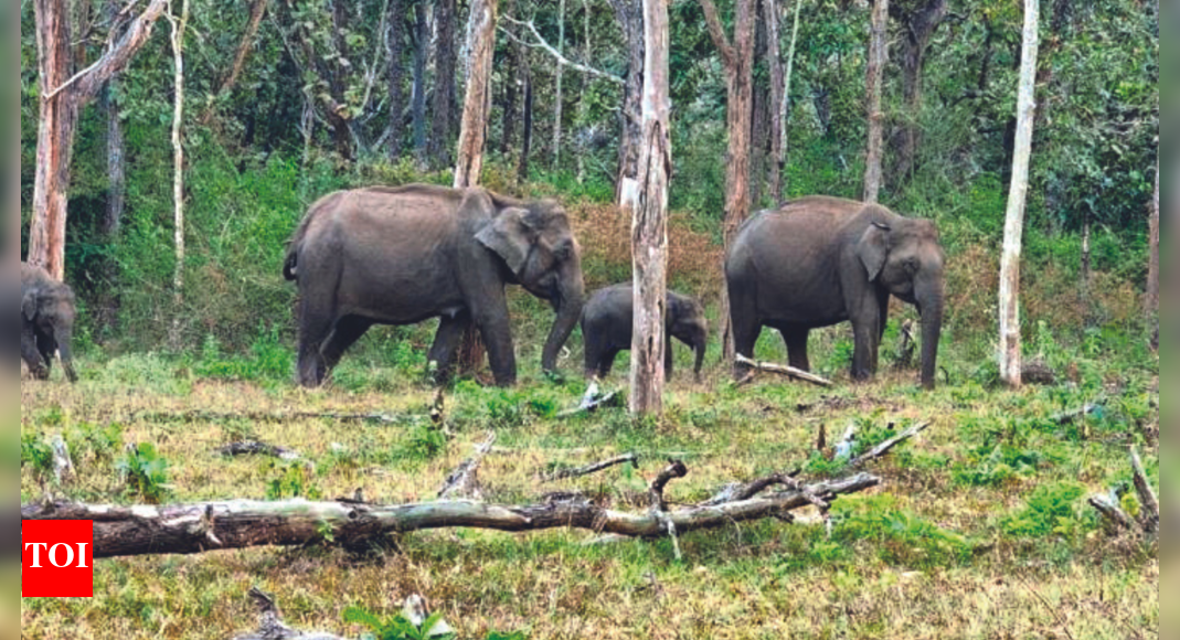Census To Count Elephants In Four States From May 17 | Chennai News ...