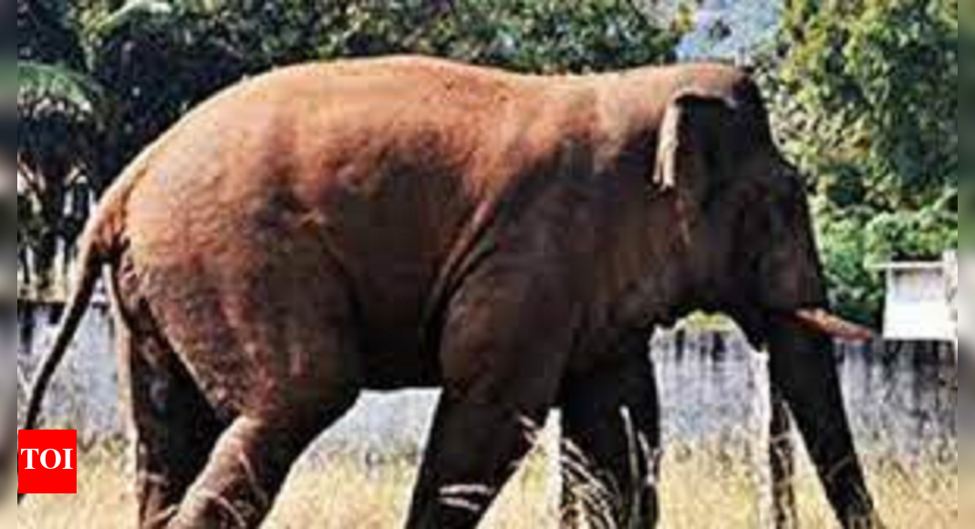 Odisha: Four elephants electrocuted near Andhra-Odisha border ...