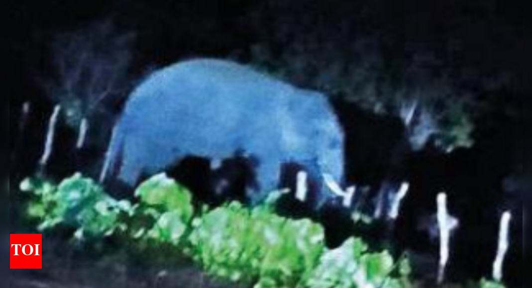 Lone: Lone Tusker Strays From Ch’garh, Enters 12km Inside Bhamragad ...