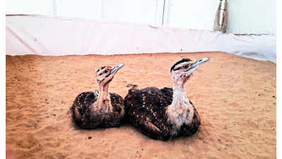Jaisalmer: Gib Breeding Centre In Sam Welcomes Four New Members ...
