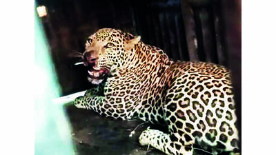 Sinnar: 6-year-old Male Leopard Rescued In Sinnar Taluka | Nashik News - Times of India