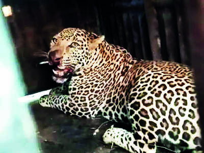 Sinnar: 6-year-old Male Leopard Rescued In Sinnar Taluka | Nashik News - Times of India
