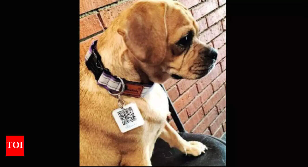 Lost pet dog found, thanks to ‘Aadhaar card’ around its neck | Mumbai ...
