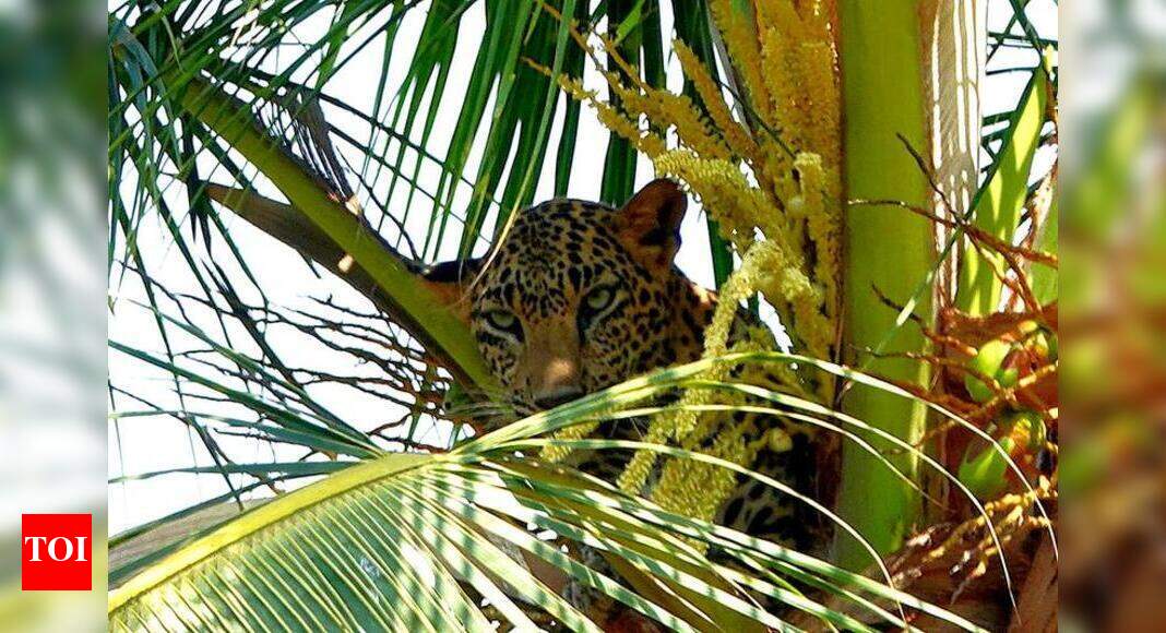 Leopard stranded on coconut tree | Goa News - Times of India