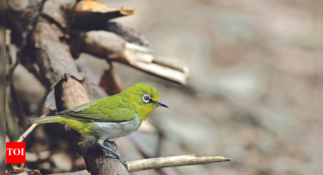 Abuzz with life! Over 60 bird species spotted | Delhi News - Times of India