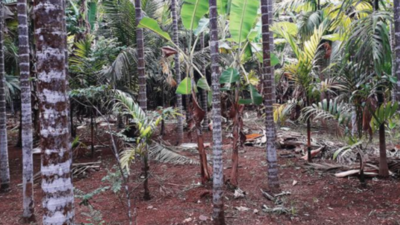 With mines in govt control, Dabhal's kulagar plantations thirst for ...