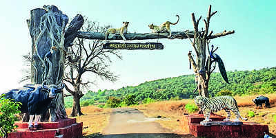 Str: 374 Animals Recorded In Wildlife Census At Sahyadri Tiger Reserve ...