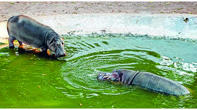 Zoo Guard Attacked By Hippo Dies Of Brain Haemorrhage | Vadodara News ...