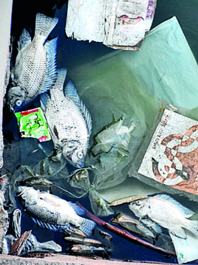 Dead Fish Raise A Stink In Sursagar Lake Once Again | Vadodara News ...