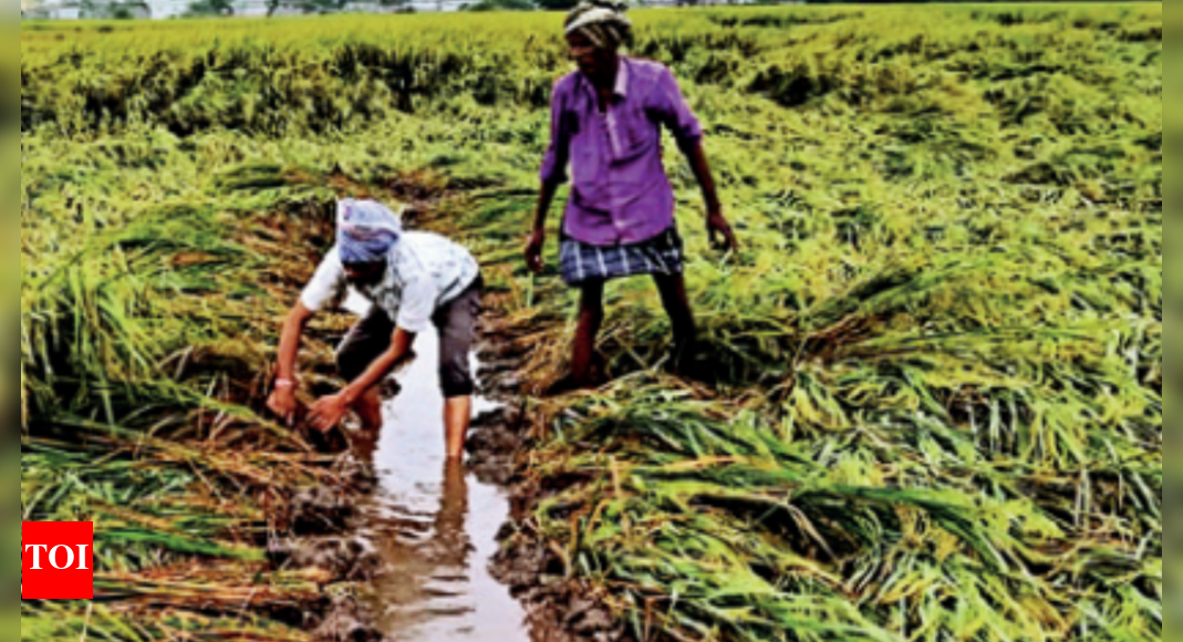 Crops Wrecked By Unseasonal Rains, Farmers Want Agri Loan Rescheduled ...
