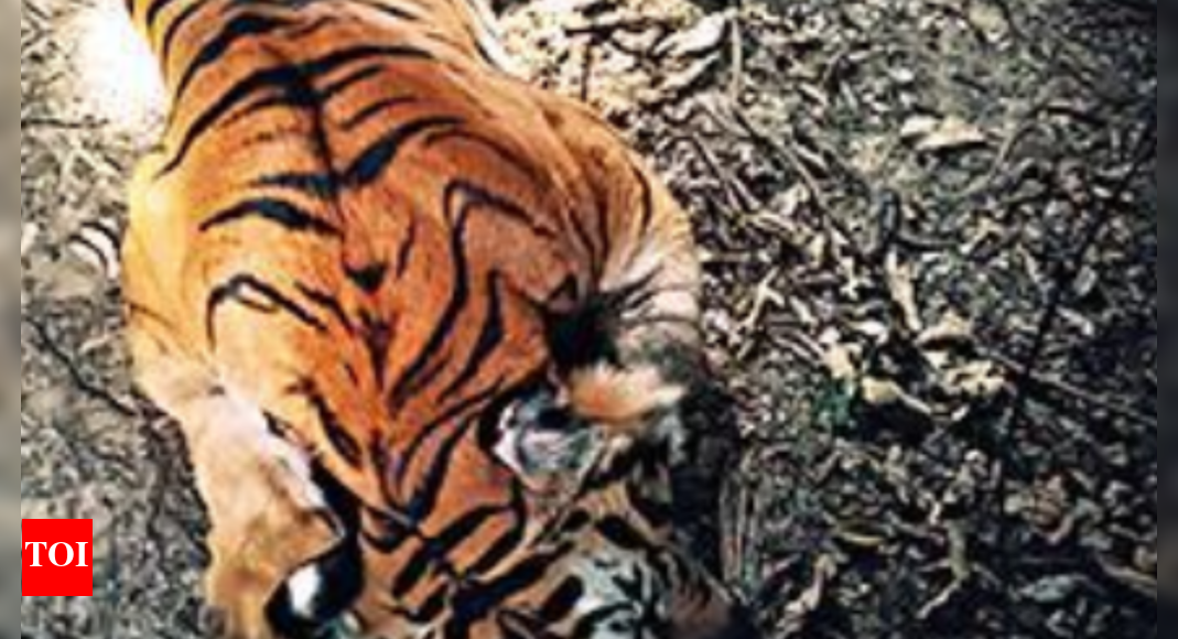 Third tiger translocated to Rajaji from CTR | Dehradun News - Times of ...