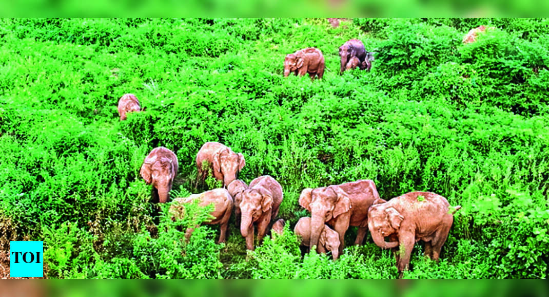 Bhamini: Forest Dept Seeks Nod For Elephant Corridor Again ...