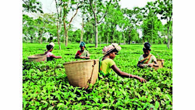 Over 3.3k-cr Assam Tea Sold At Auction Centre In ’22-23 | Guwahati News ...