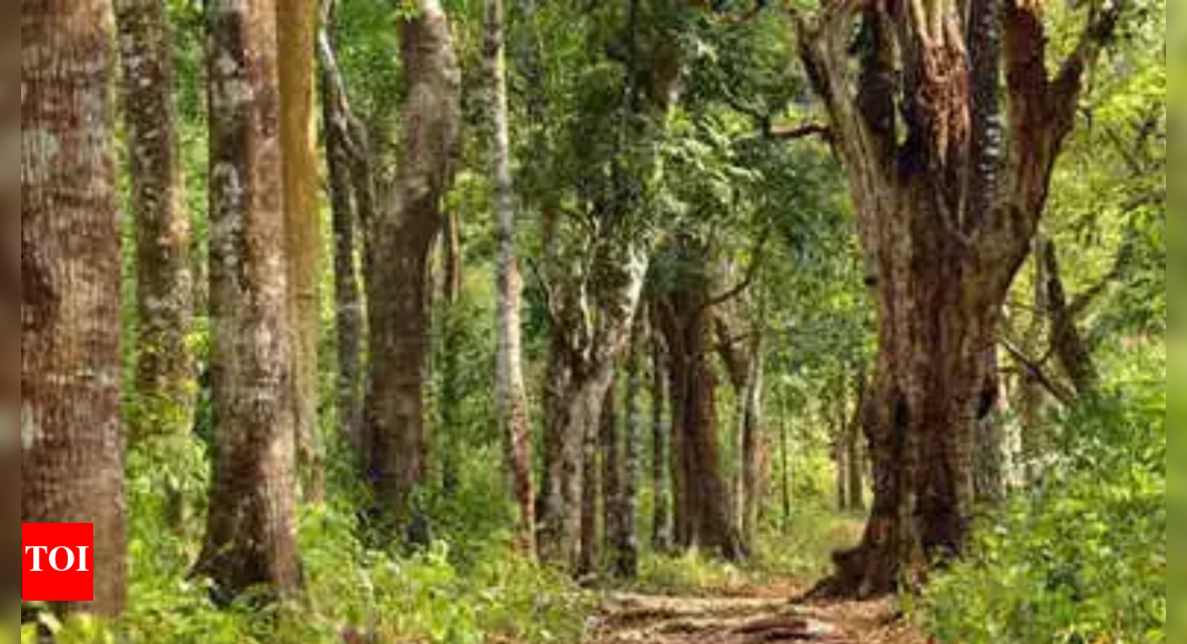 Roha: Roha Forest Is Conservation Reserve Now | Mumbai News - Times of ...