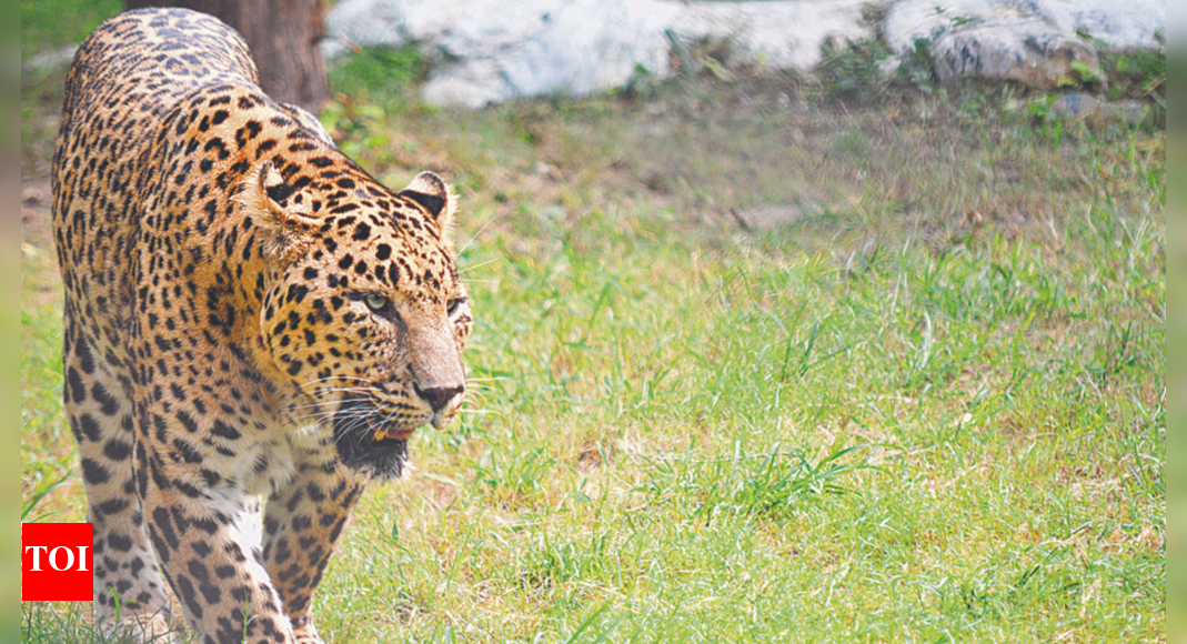 Jhalana: Forest Dept Plans 3rd Leopard Safari ‘maila Bagh’ In City ...