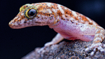 TN says hello to Gecko No 7 | Chennai News - Times of India