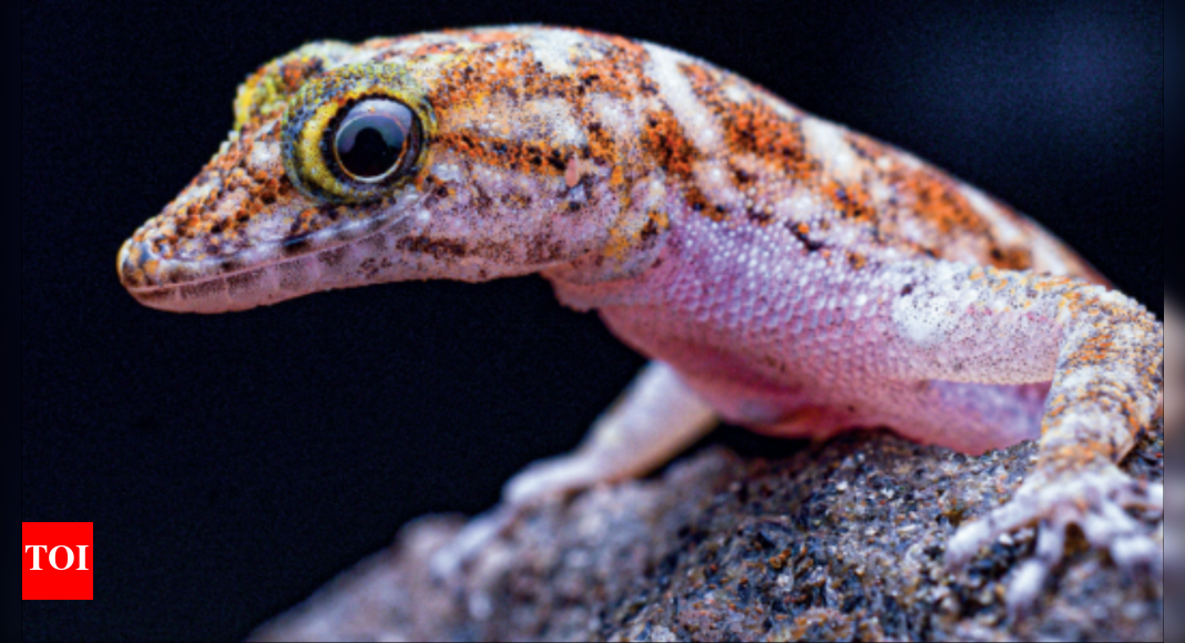 TN says hello to Gecko No 7 | Chennai News - Times of India