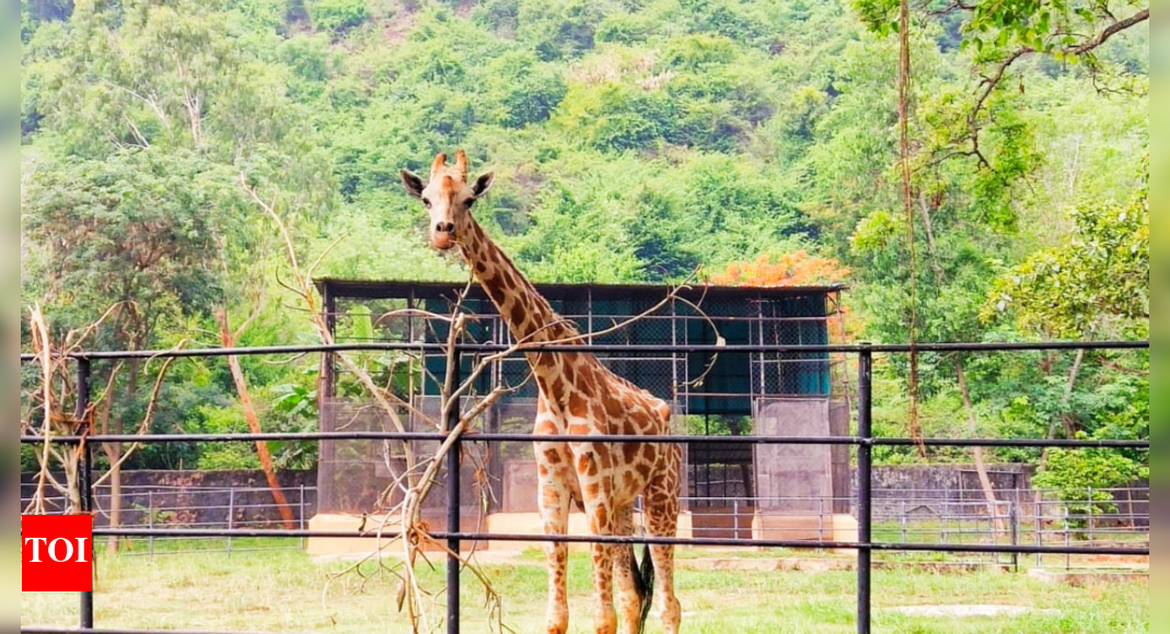10-year-old female giraffe dies at Vizag zoo due to ill health ...