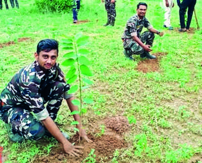 Pench: Ptr Clears 200ha Of Lantana Weed | Nagpur News - Times of India
