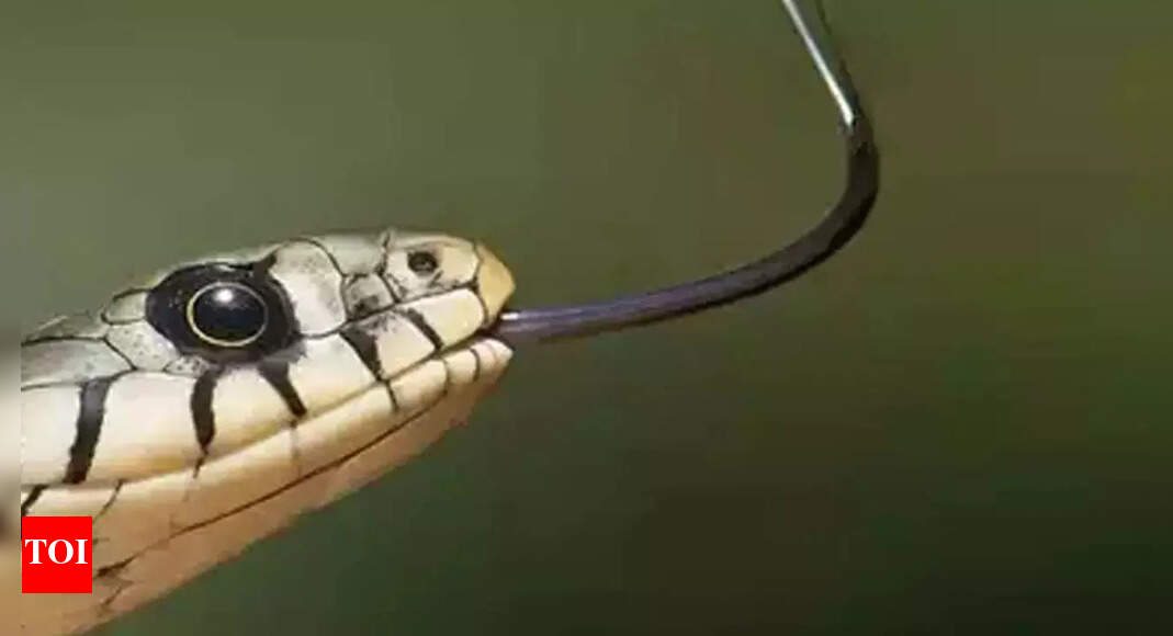 Snake Bites Woman, Hubby Takes 2 To Hospital As ‘proof’ | Bhubaneswar ...