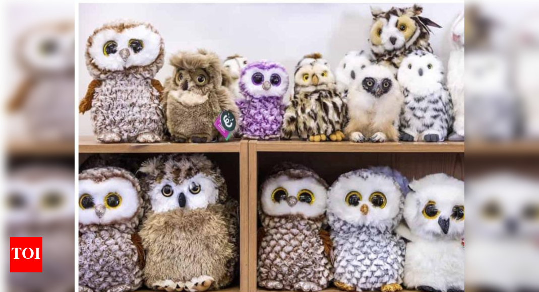 Only a genius can tell which one's a real owl among toy owls - Times of ...