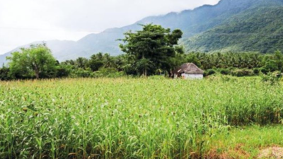 Bajra: Farmers Advised To Change Millet Seeds For More Yield | Jaipur ...