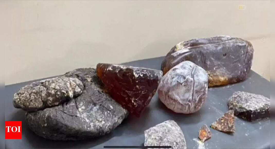 DRI seizes 18kg of ambergris in Tuticorin | Chennai News - Times of India